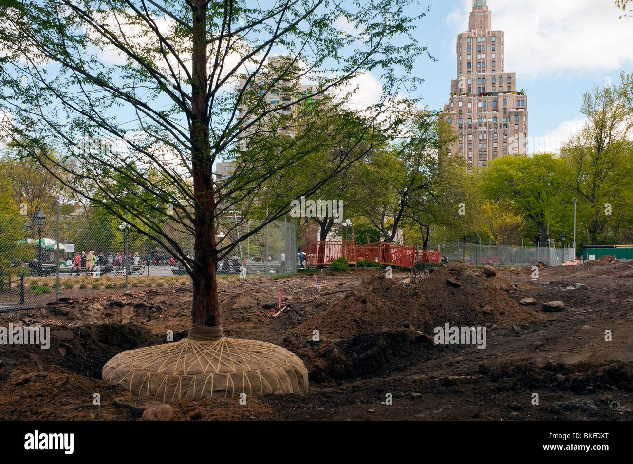 New York, NY - April 2010 A new tree awaits planting in Washington ...