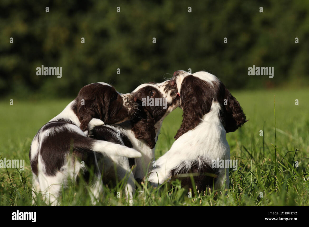 Springer spaniel back view hi-res stock photography and images - Alamy
