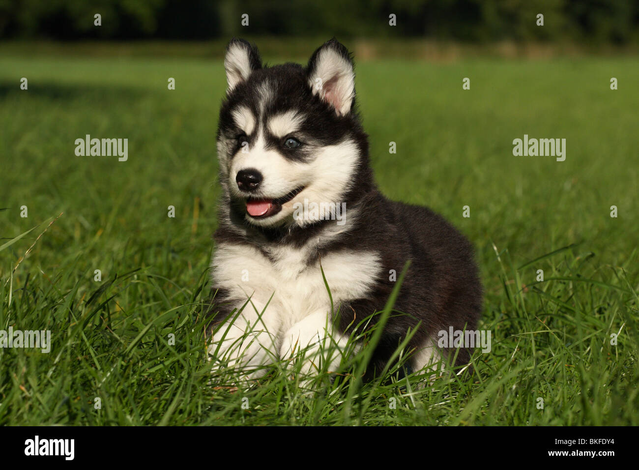 running Siberian Husky puppy Stock Photo - Alamy