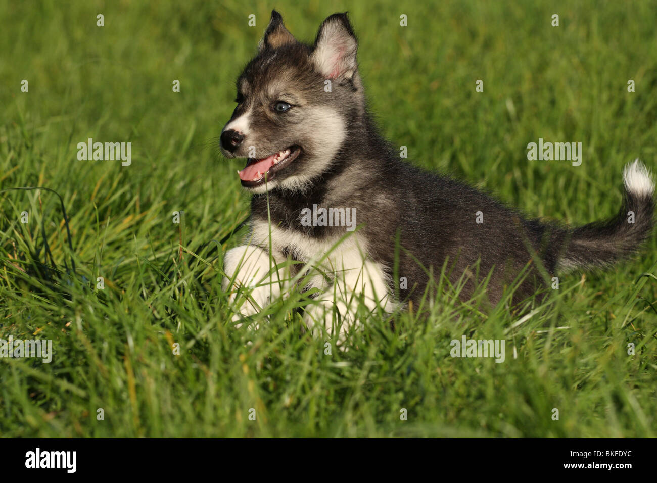 running Siberian Husky puppy Stock Photo - Alamy