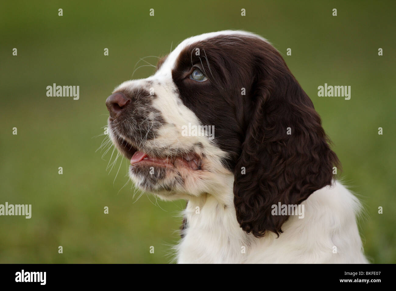 English Springer Spaniel puppy Stock Photo - Alamy
