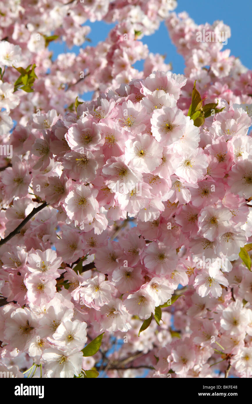 flowering cherry tree in spring Stock Photo - Alamy