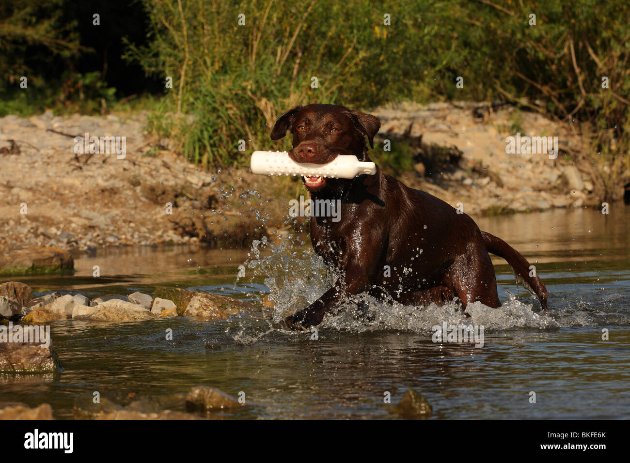 running Labrador Retriever Stock Photo - Alamy