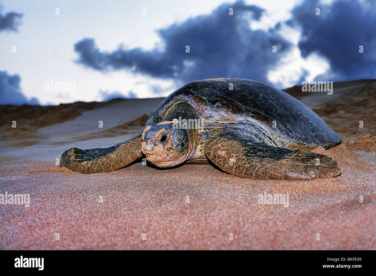 Wildlife on ascension island hi-res stock photography and images - Alamy