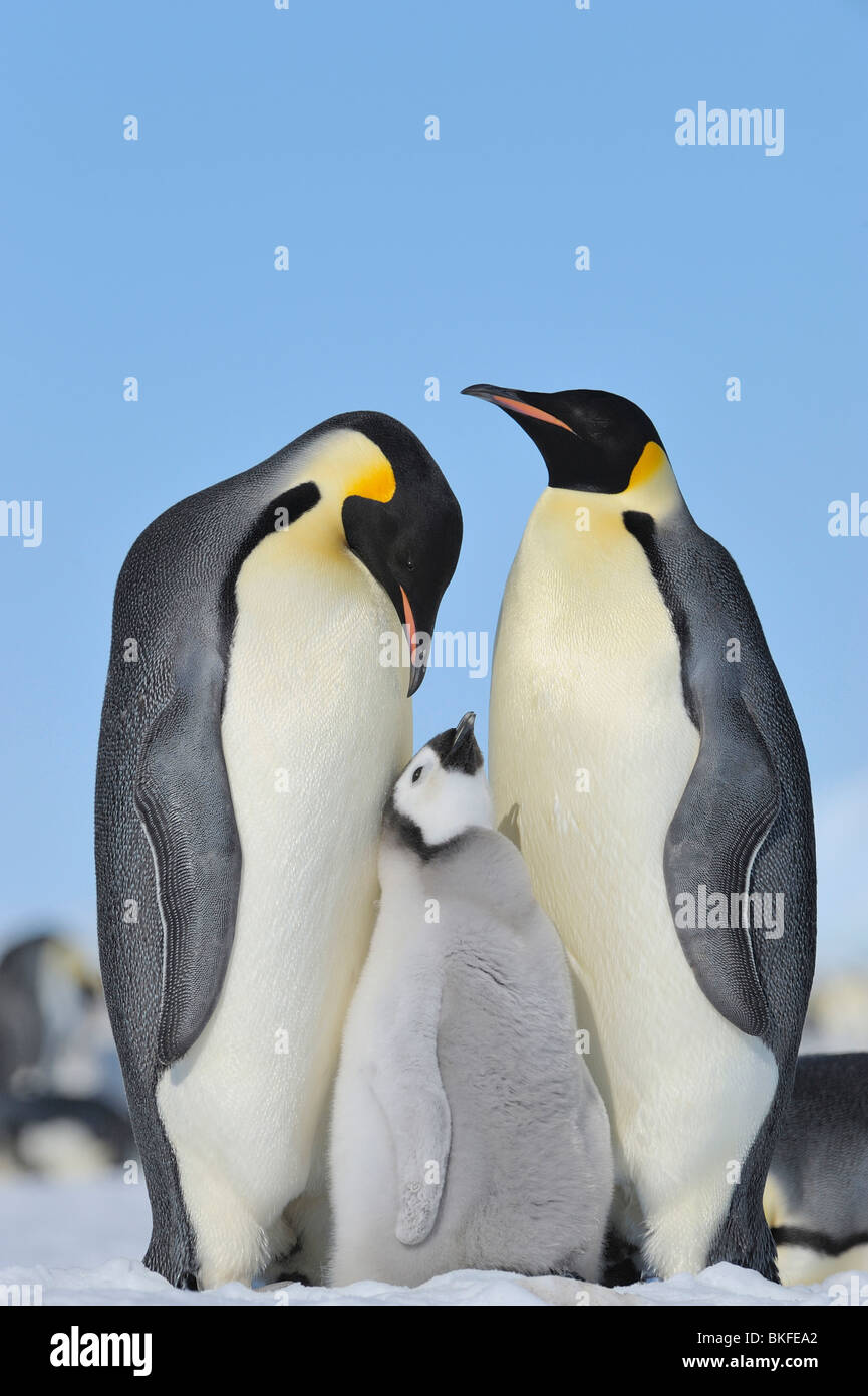 Emperor Penguin With Chick High Resolution Stock Photography and Images ...