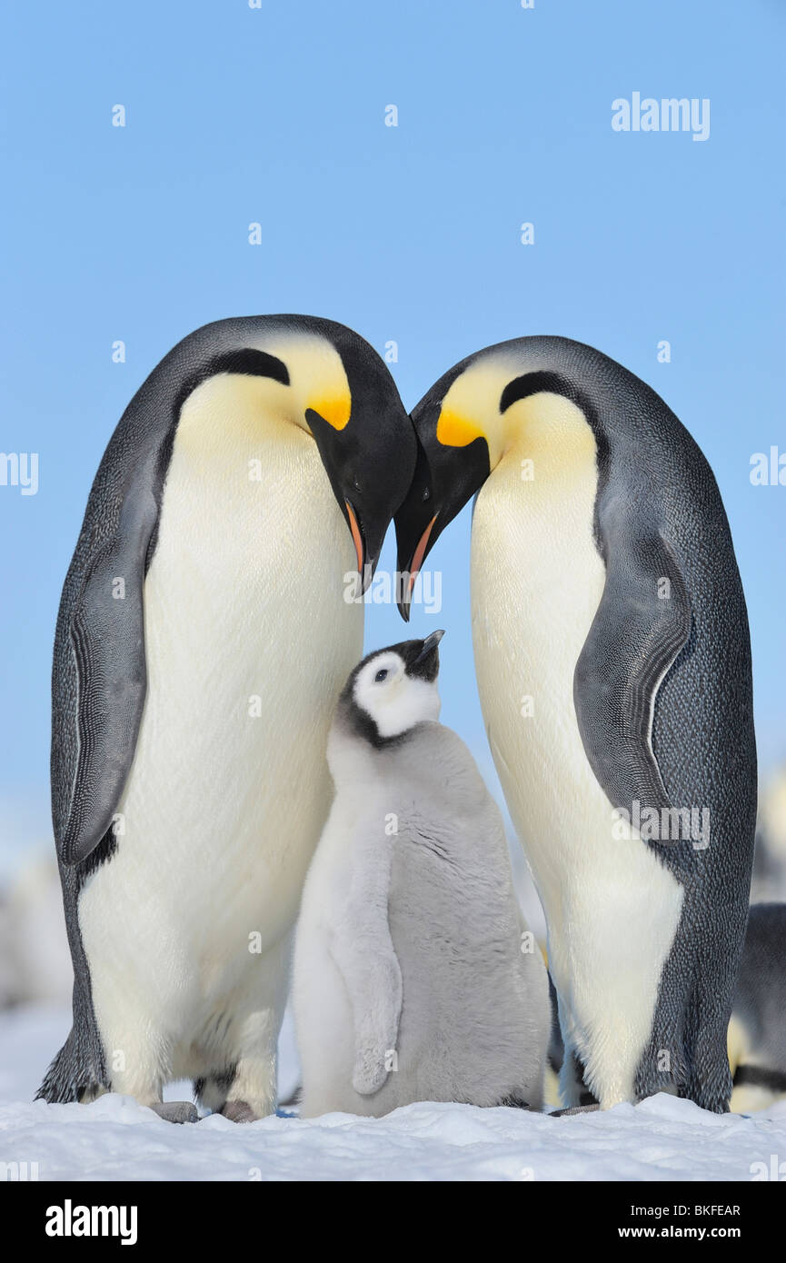 Emperor Penguin Family