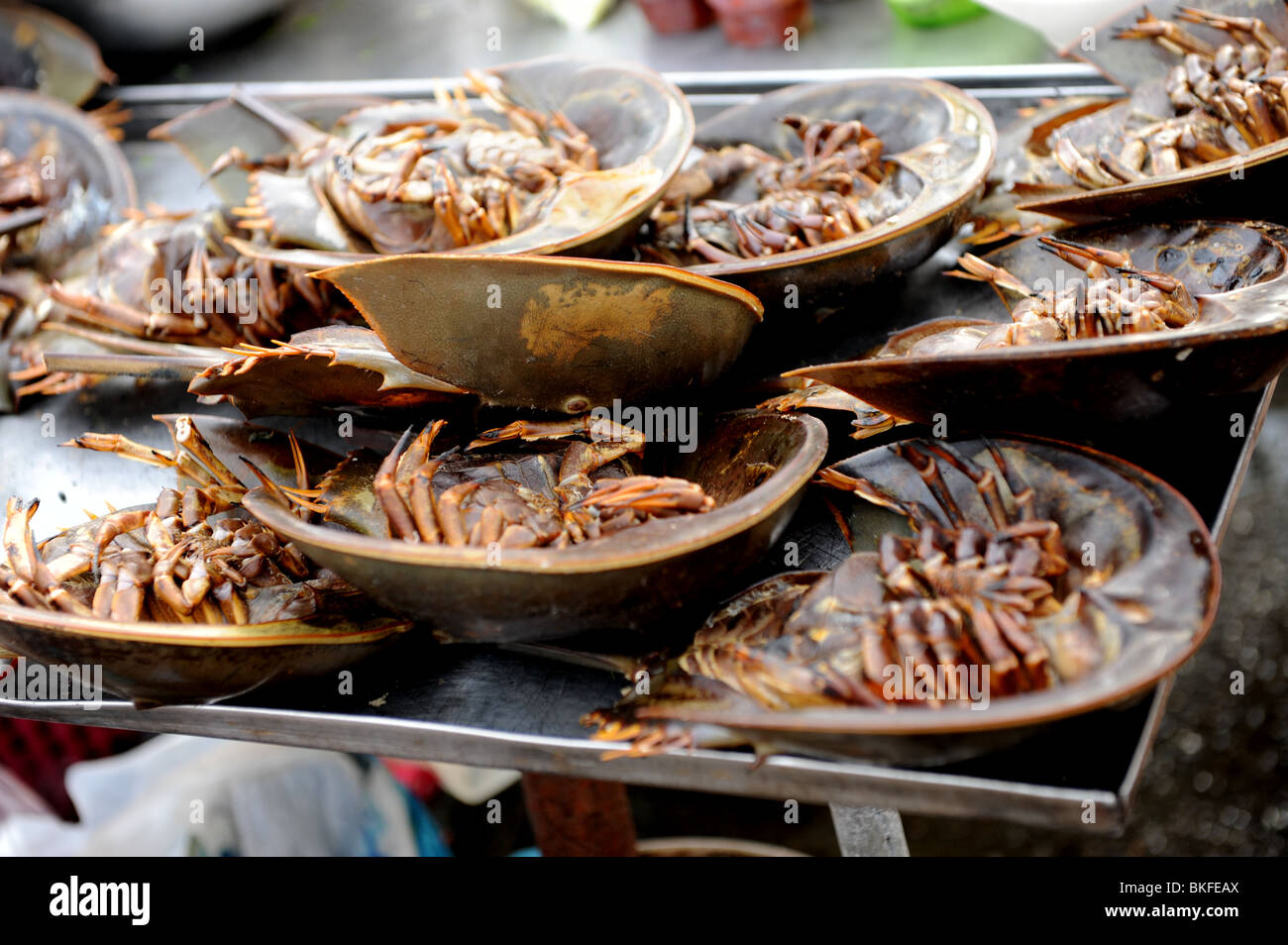 horseshoe crab (Tachypleus gigas), on sale at Ang Sila, fishing village ...