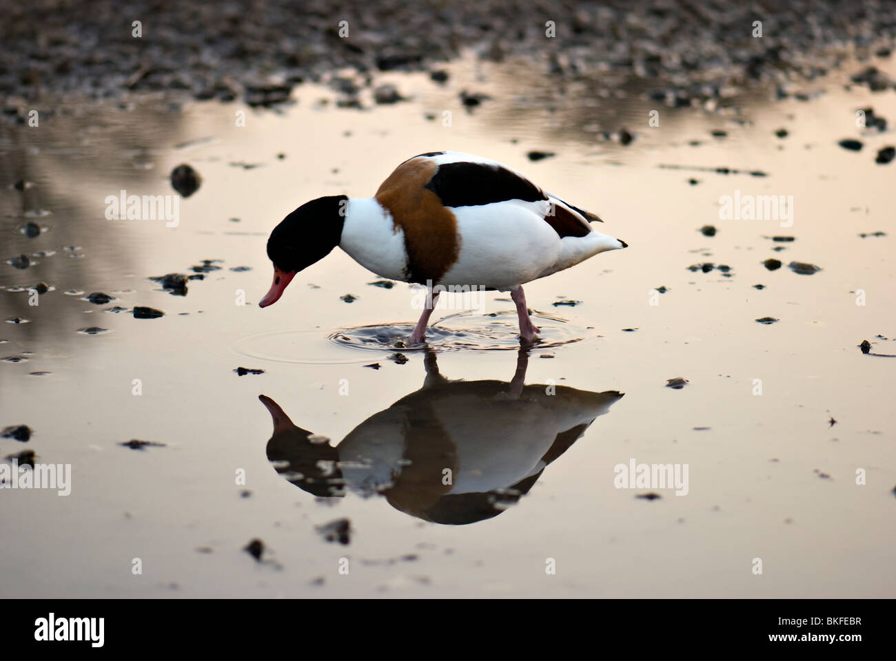 Duck wading in water hi-res stock photography and images - Alamy