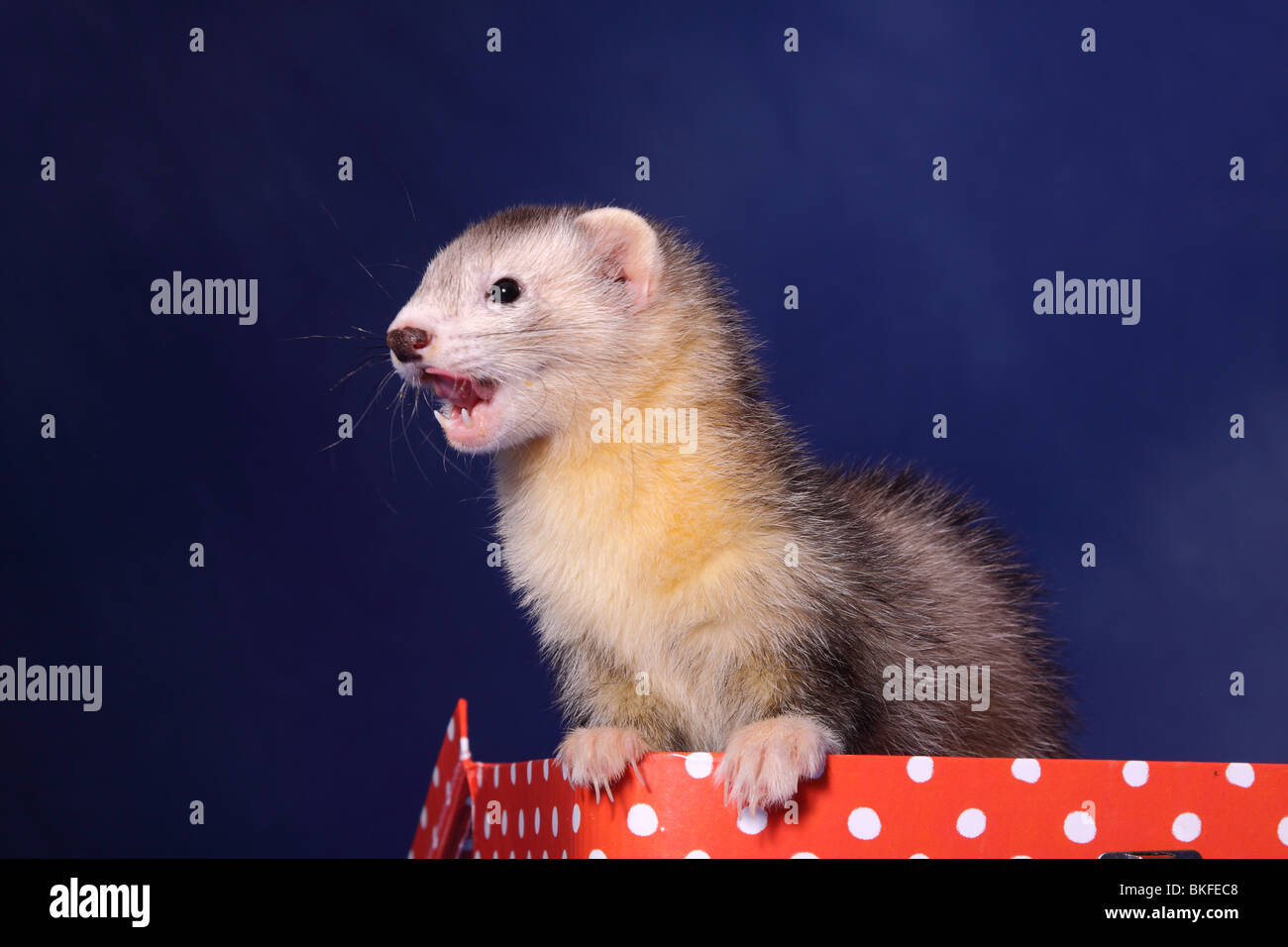 Frettchen / ferret Stock Photo - Alamy