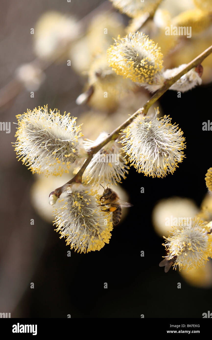 Flowering willow, salix caprea, spring time Stock Photo - Alamy