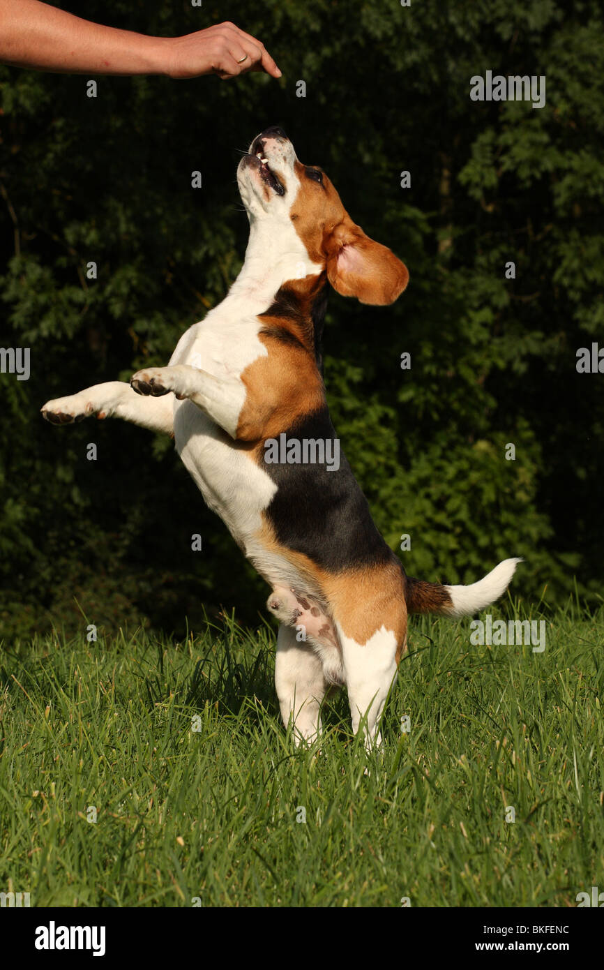Macht mannchen hi-res stock photography and images - Alamy