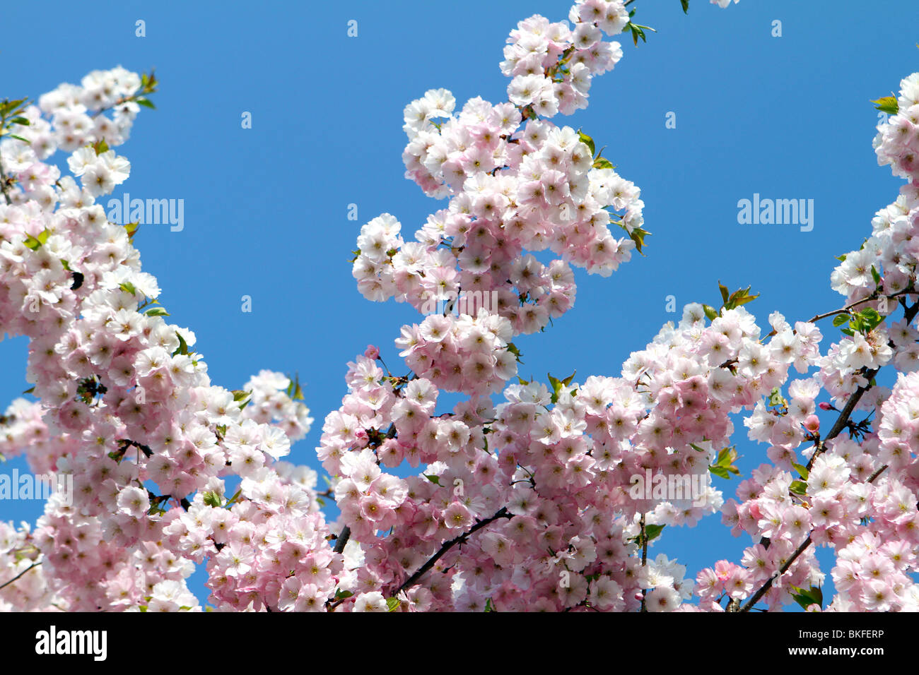 flowering cherry tree in spring Stock Photo - Alamy
