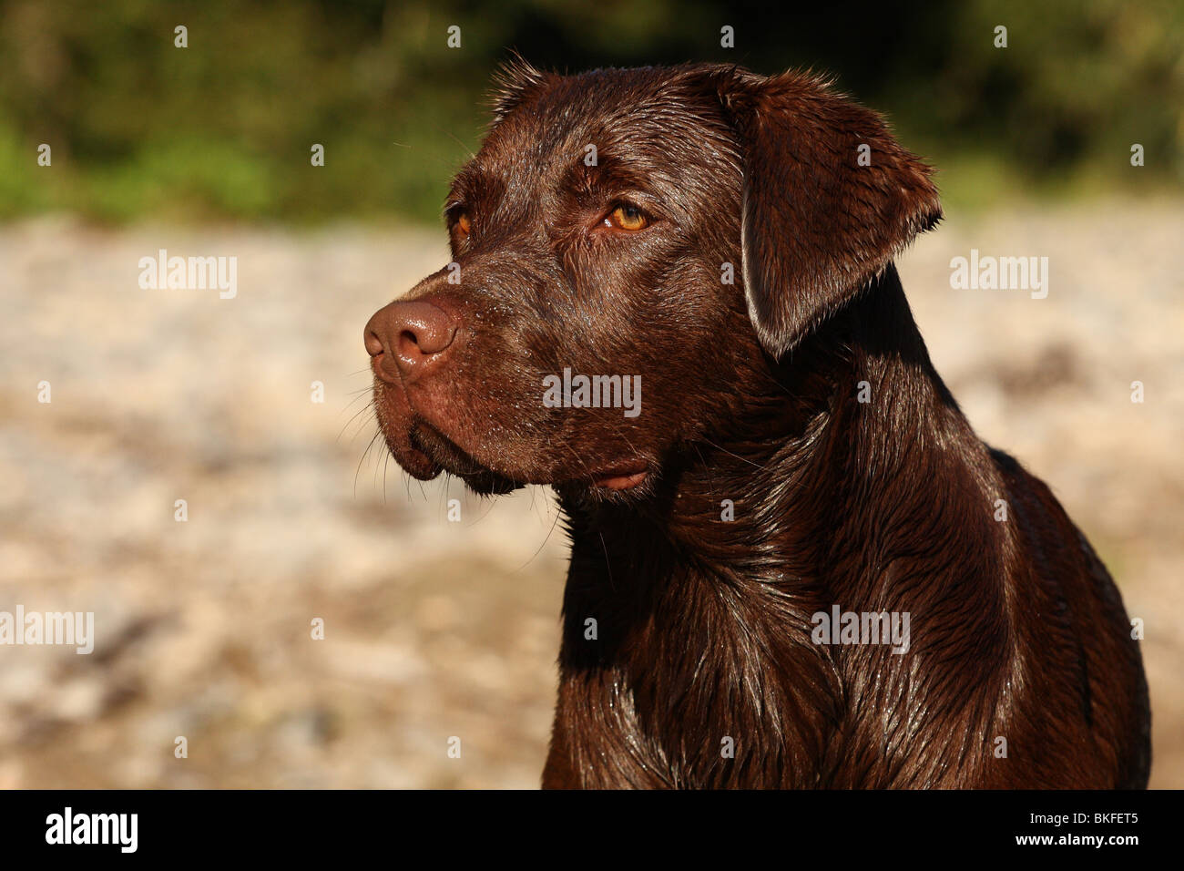 Labrador Retriever Portrait Stock Photo - Alamy