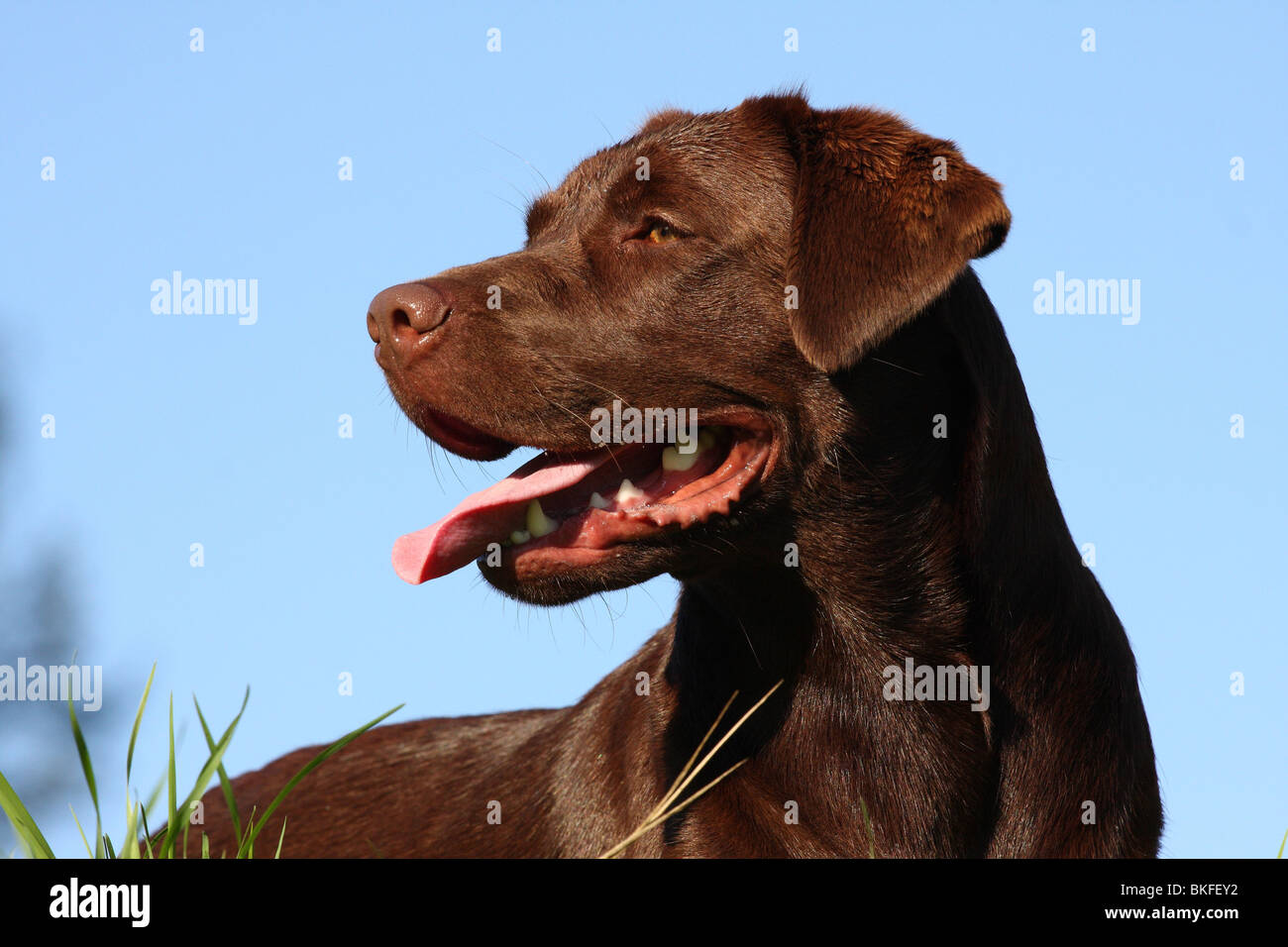 Labrador Retriever Portrait Stock Photo - Alamy