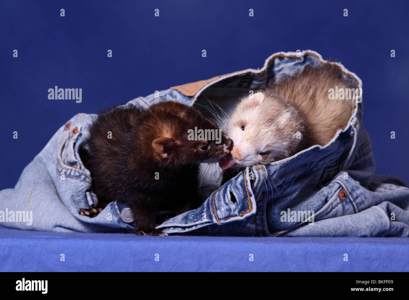 Frettchen / ferrets Stock Photo - Alamy
