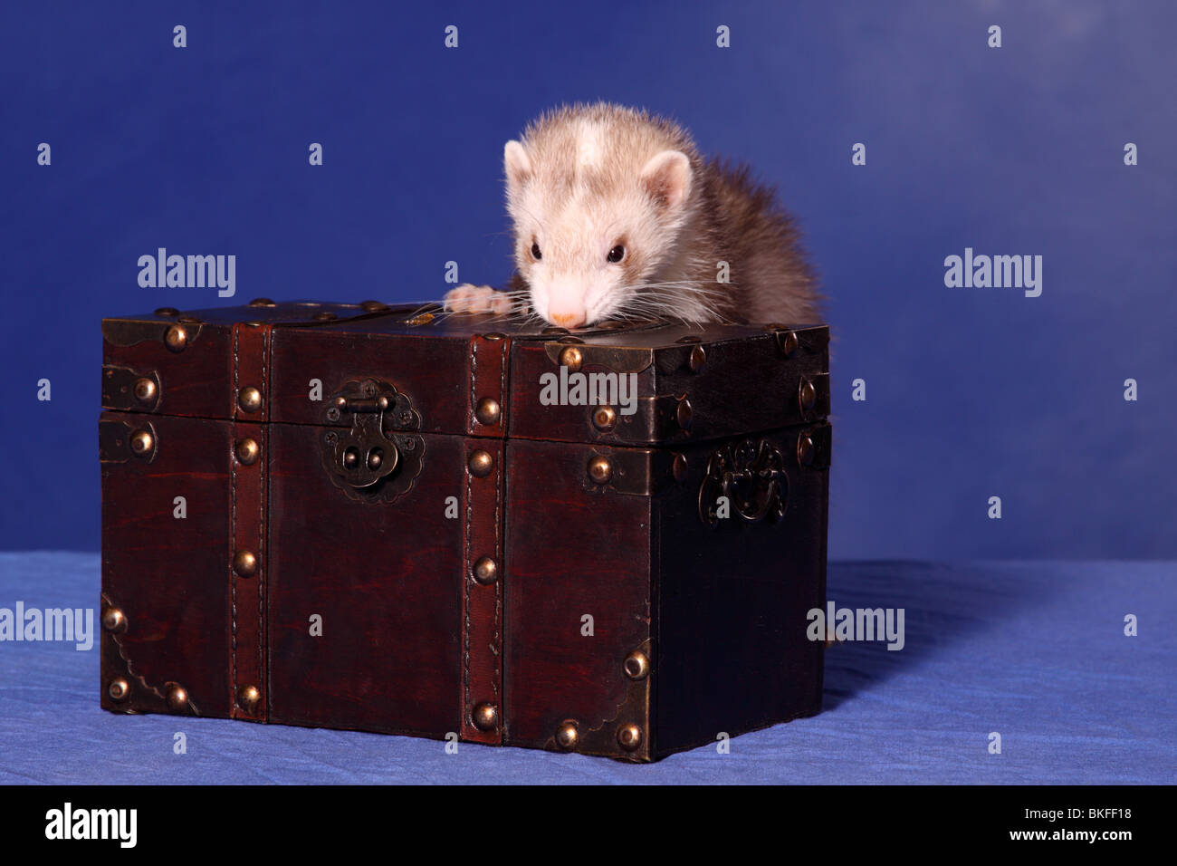 Frettchen / ferret Stock Photo - Alamy