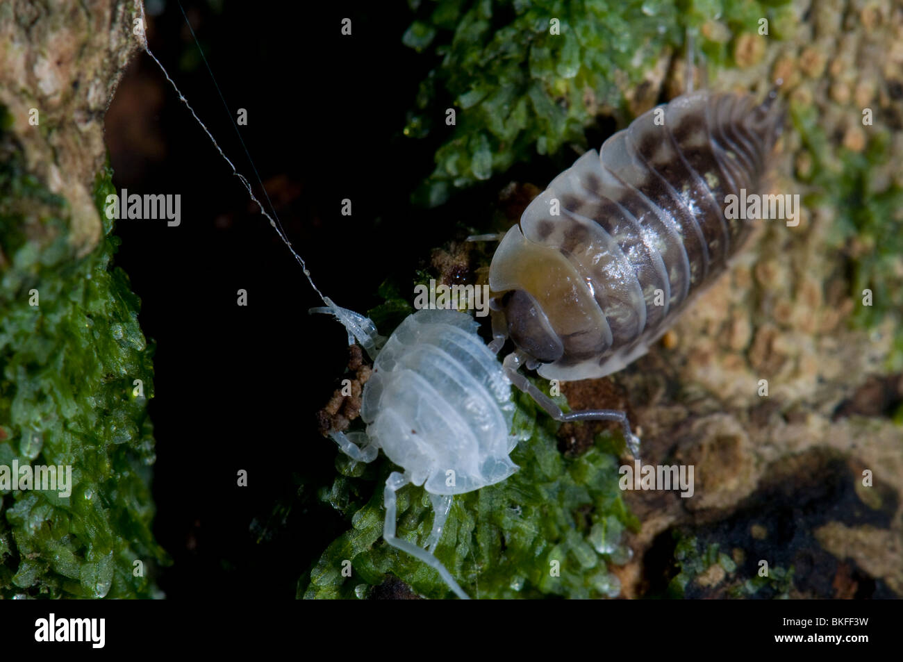 Exoskeleton shedding hi-res stock photography and images - Alamy