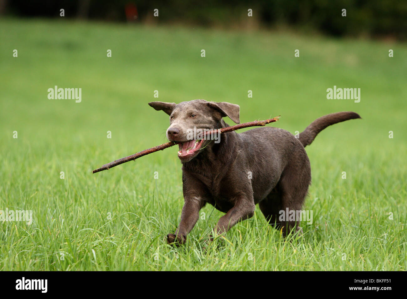 spielender Labrador Retriever / playing Labrador Retriever Stock Photo ...