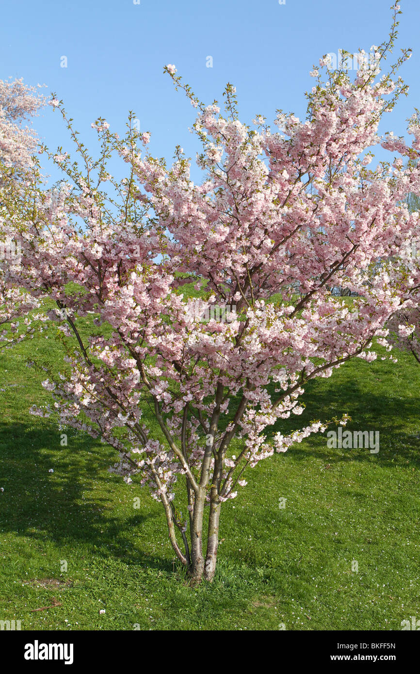 flowering cherry tree in spring Stock Photo - Alamy