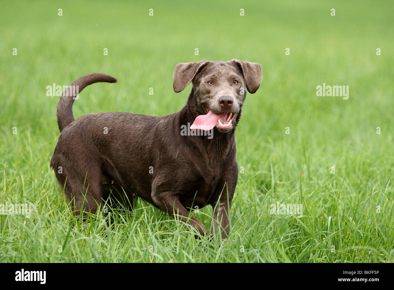 Female labrador retriever walks hi-res stock photography and images - Alamy
