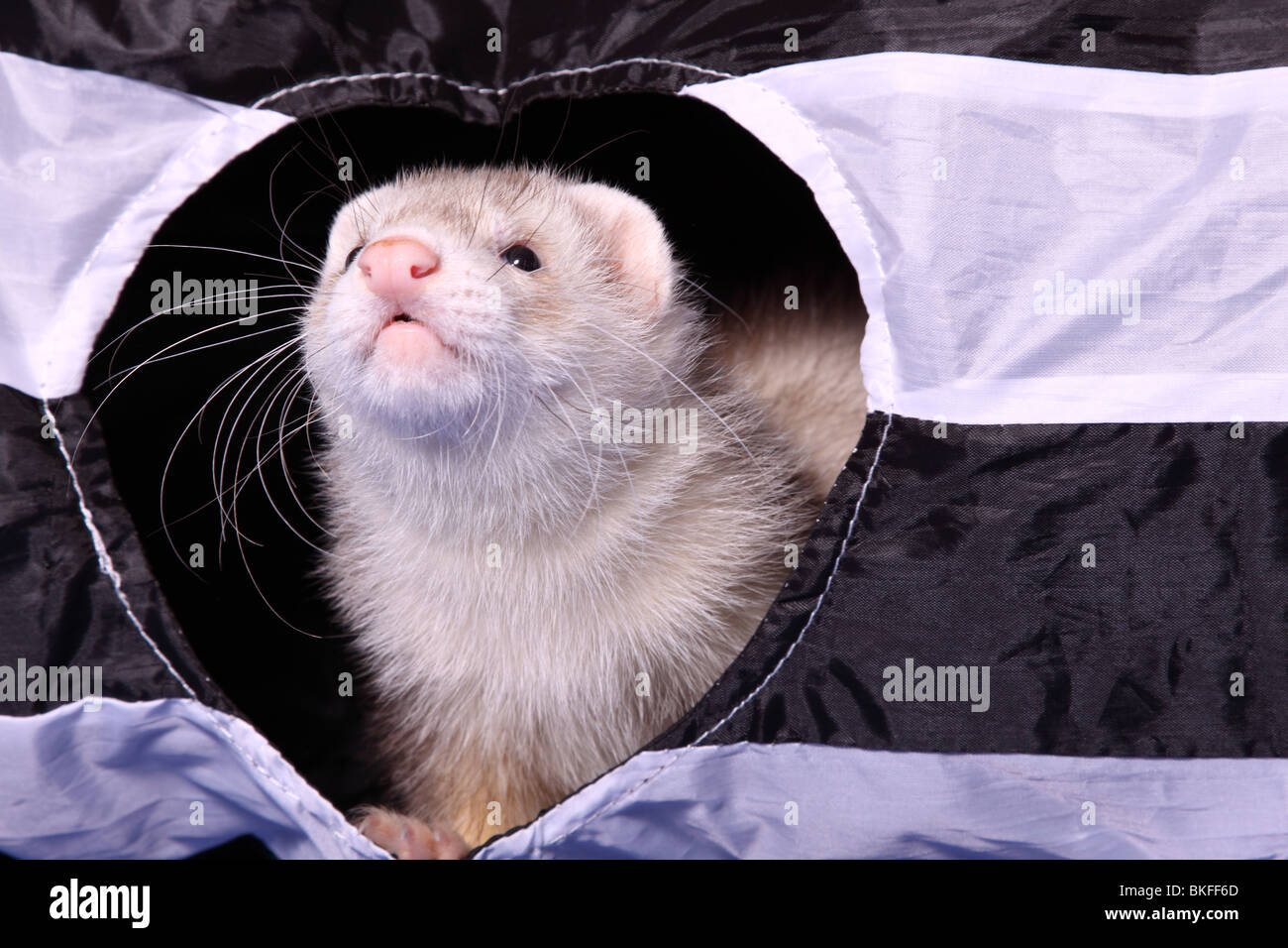 Frettchen / ferret Stock Photo - Alamy