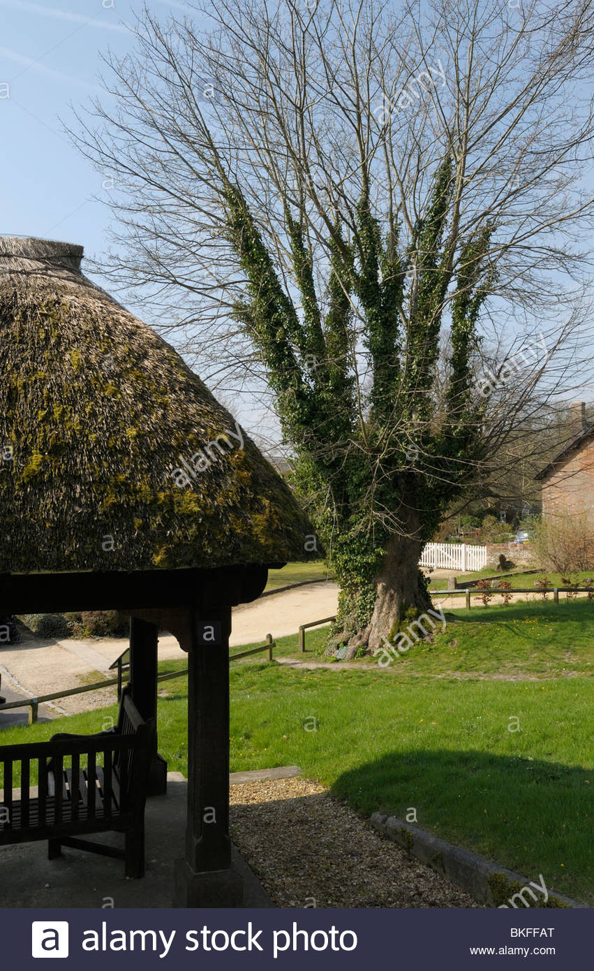 The Tolpuddle Martyrs’ Tree High Resolution Stock Photography and ...