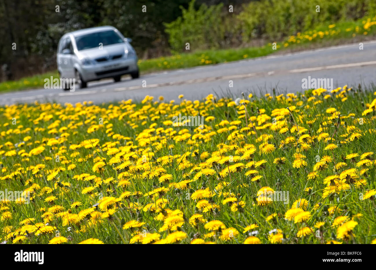 Car travelling along British road with roadside verge full of Dandelion ...