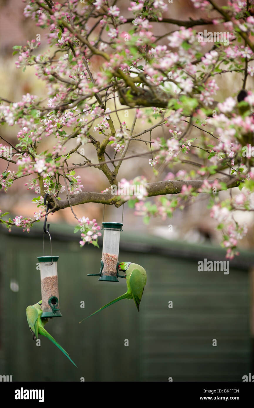 Ring Neck Parakeets, Psittacula krameri, on garden bird feeders, London ...