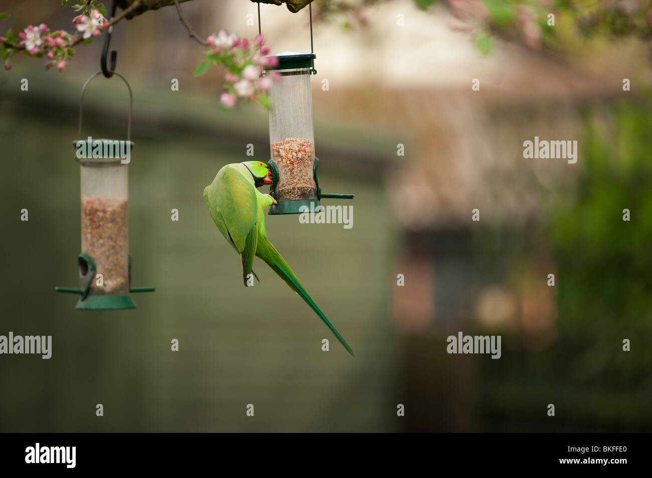 Ring Necked Parakeet, Psittacula krameri, on garden bird feeder, London ...