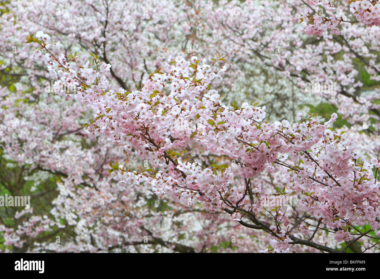 flowering cherry tree in spring Stock Photo - Alamy