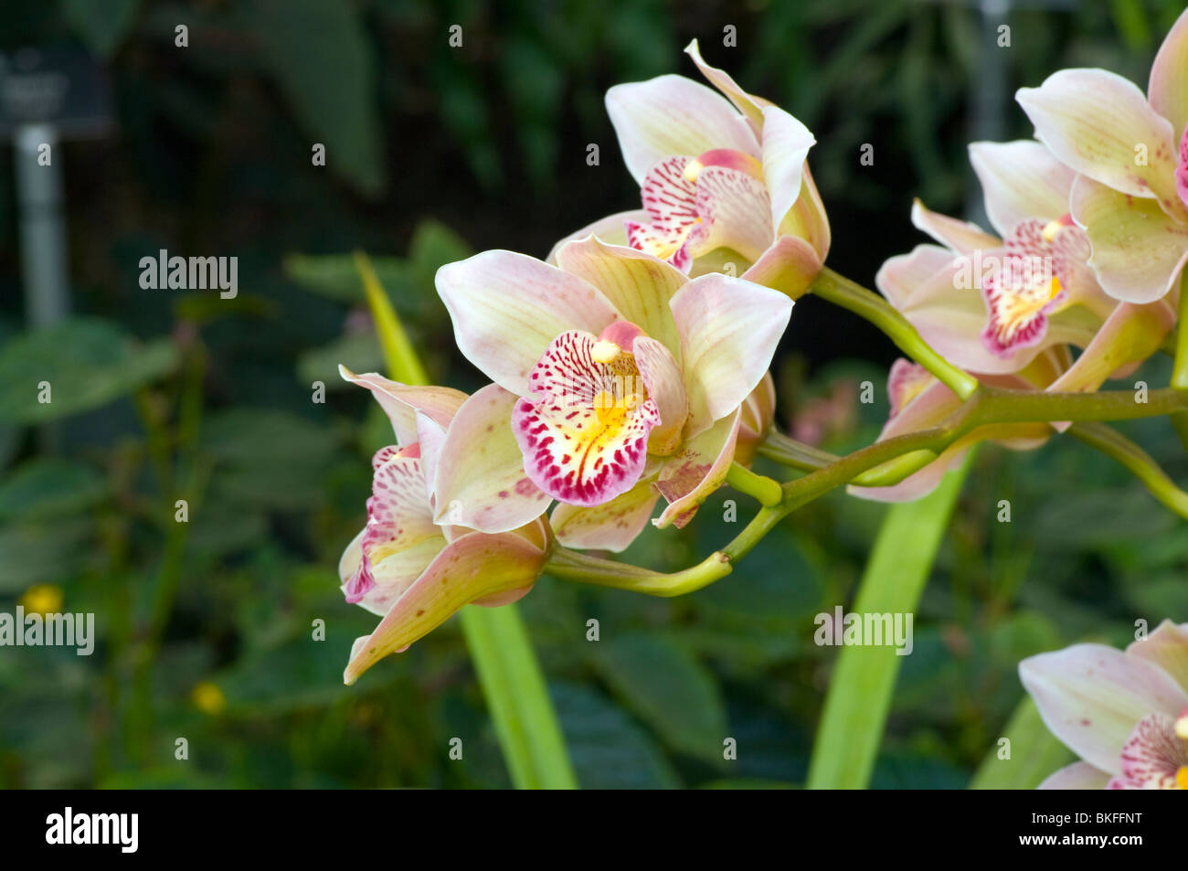 Growing cymbidium hi-res stock photography and images - Alamy