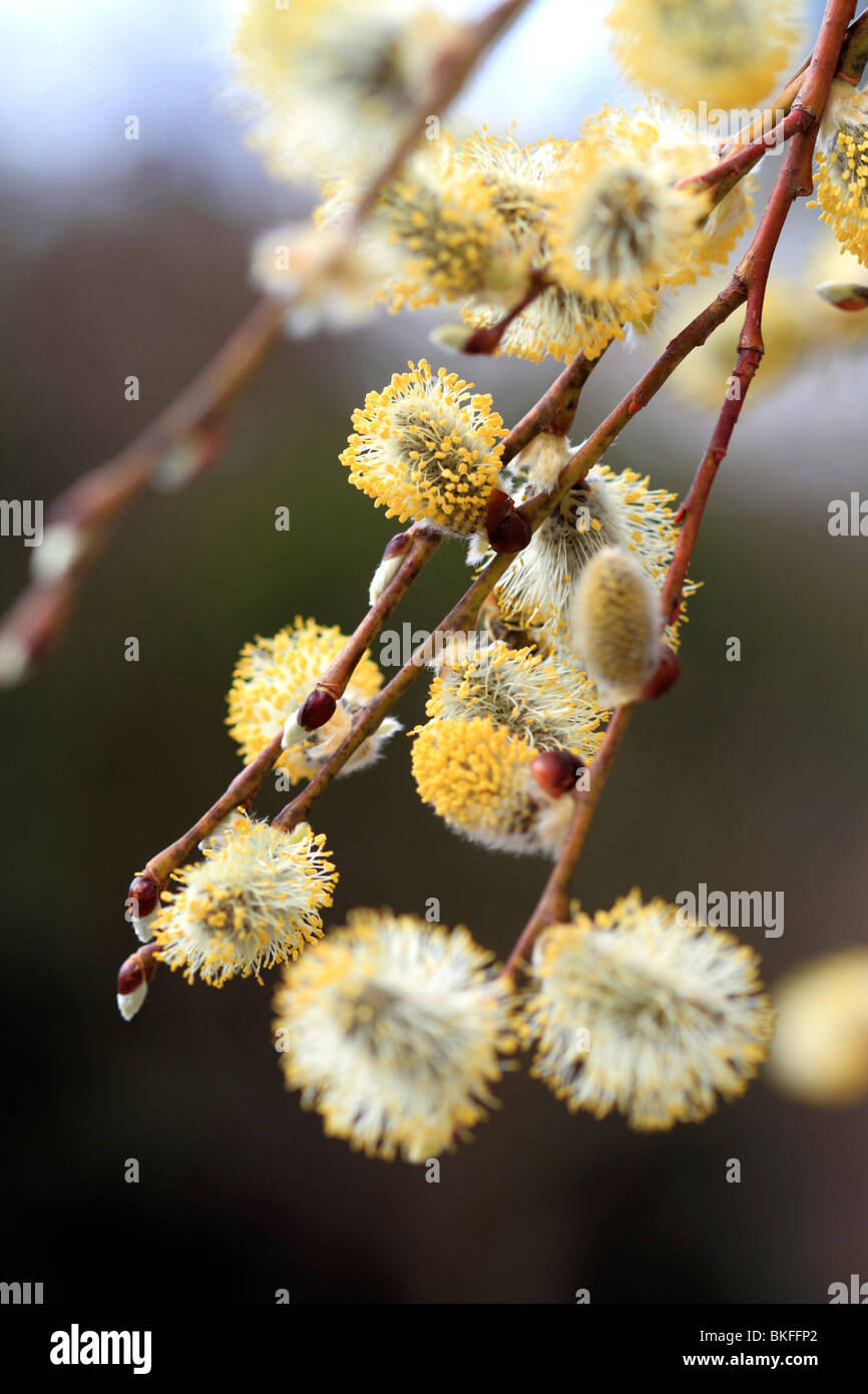 Flowering willow, salix caprea, spring time Stock Photo - Alamy