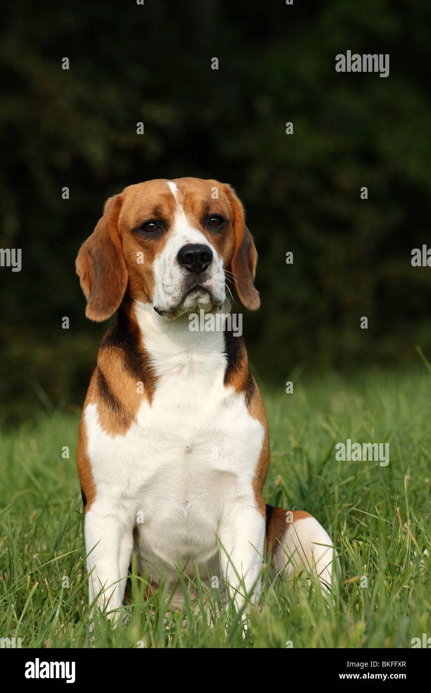 sitzender Beagle / sitting Beagle Stock Photo - Alamy