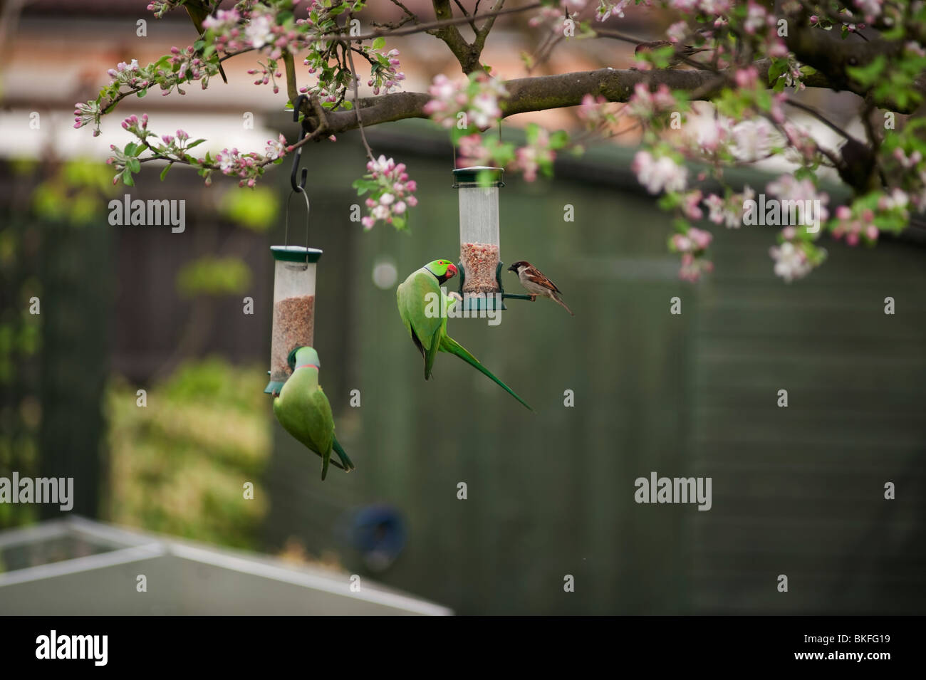 Ring Neck Parakeets, Psittacula krameri, on garden bird feeders with ...