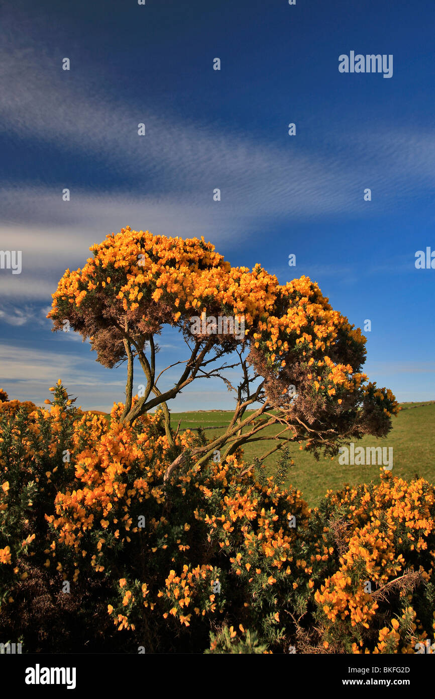Gorse evergreen bushes hi-res stock photography and images - Alamy