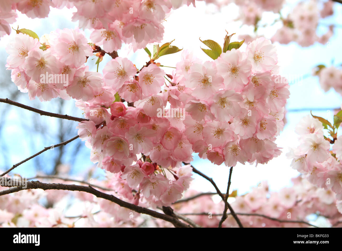 flowering cherry tree in spring Stock Photo - Alamy