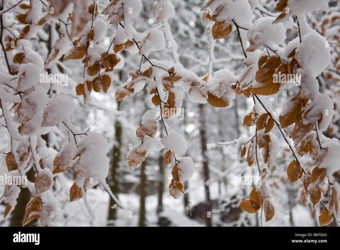 Tree twig snow hi-res stock photography and images - Alamy