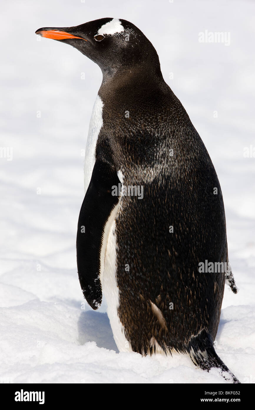 Pygoscelis papua hi-res stock photography and images - Alamy