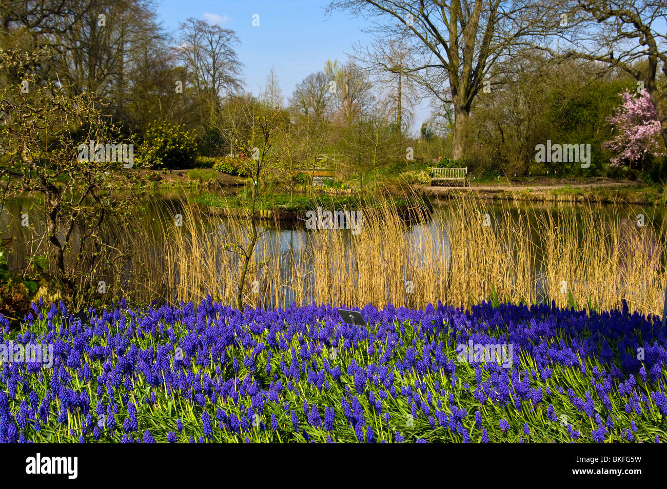 A Bed Of Grape Hyacinths Bordering The Lake At RHS Wisley Gardens ...