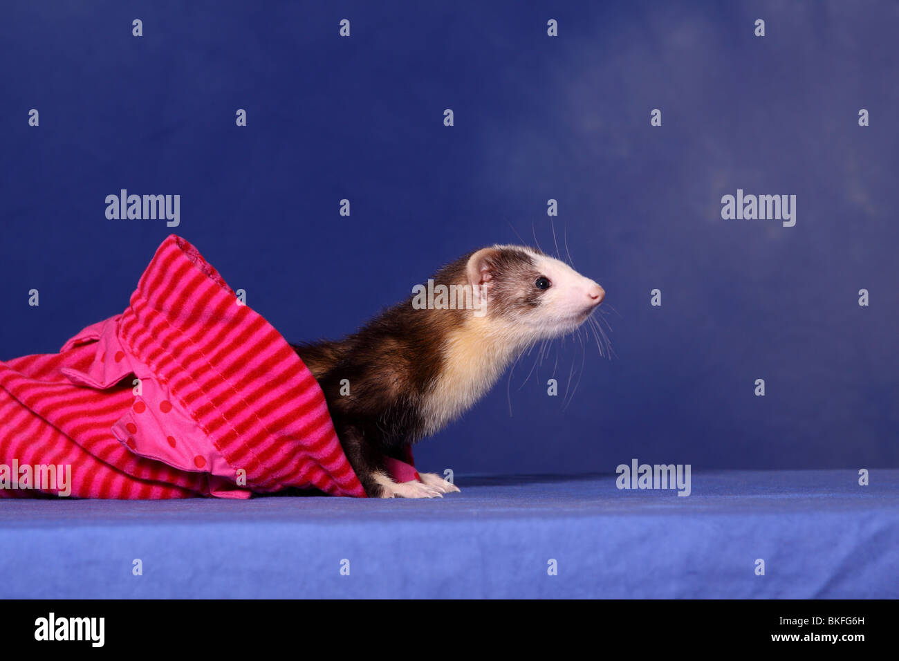 Frettchen / ferret Stock Photo - Alamy