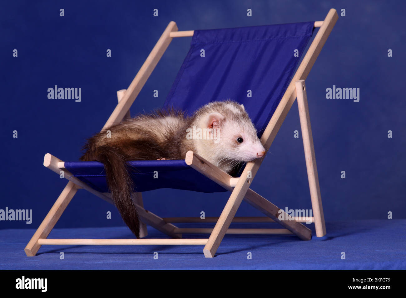 Frettchen / ferret Stock Photo - Alamy