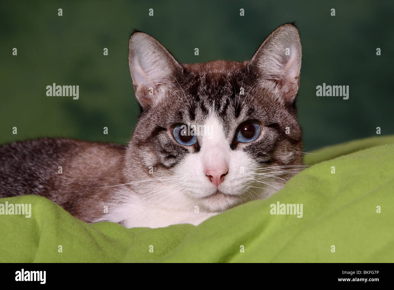 liegende Hauskatze / lying domestic cat Stock Photo - Alamy