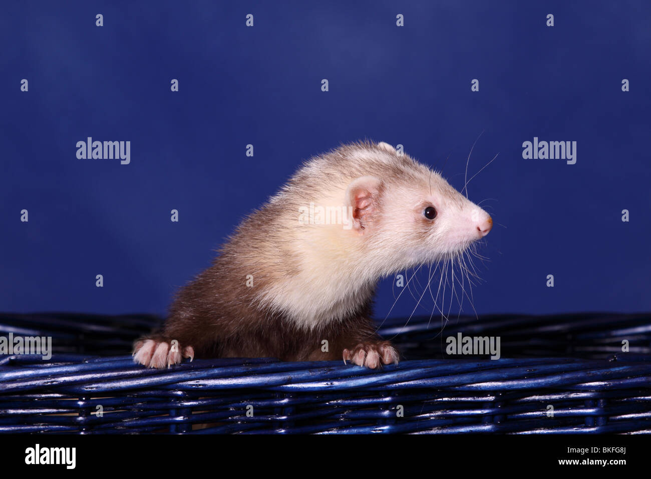 Frettchen / ferret Stock Photo - Alamy