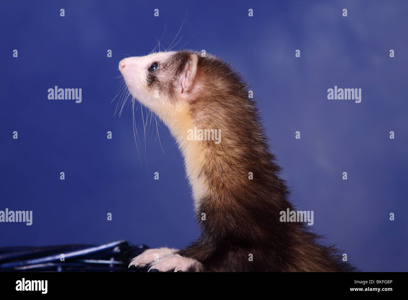 Frettchen / ferret Stock Photo - Alamy