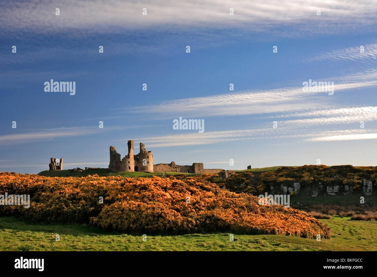 Gorse bush landscape dunstanburgh hi-res stock photography and images ...