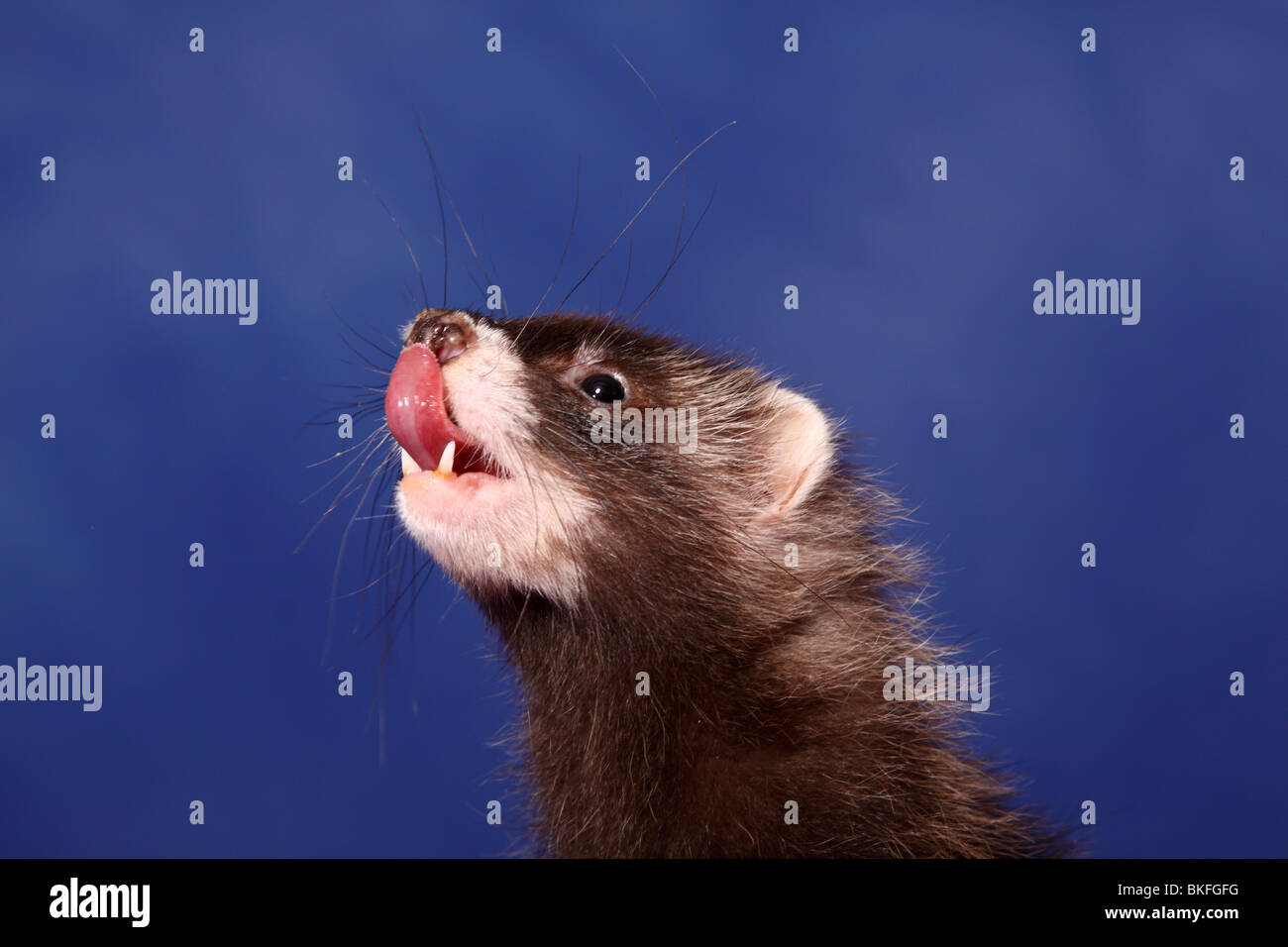 Frettchen / ferret Stock Photo - Alamy