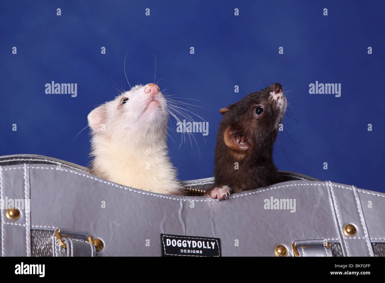 Frettchen / ferrets Stock Photo - Alamy