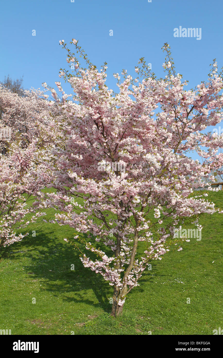 flowering cherry tree in spring Stock Photo - Alamy