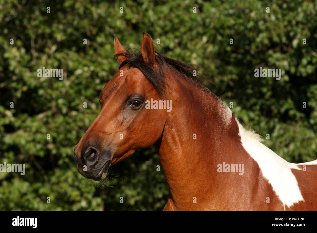 Brauntobiano hi-res stock photography and images - Alamy
