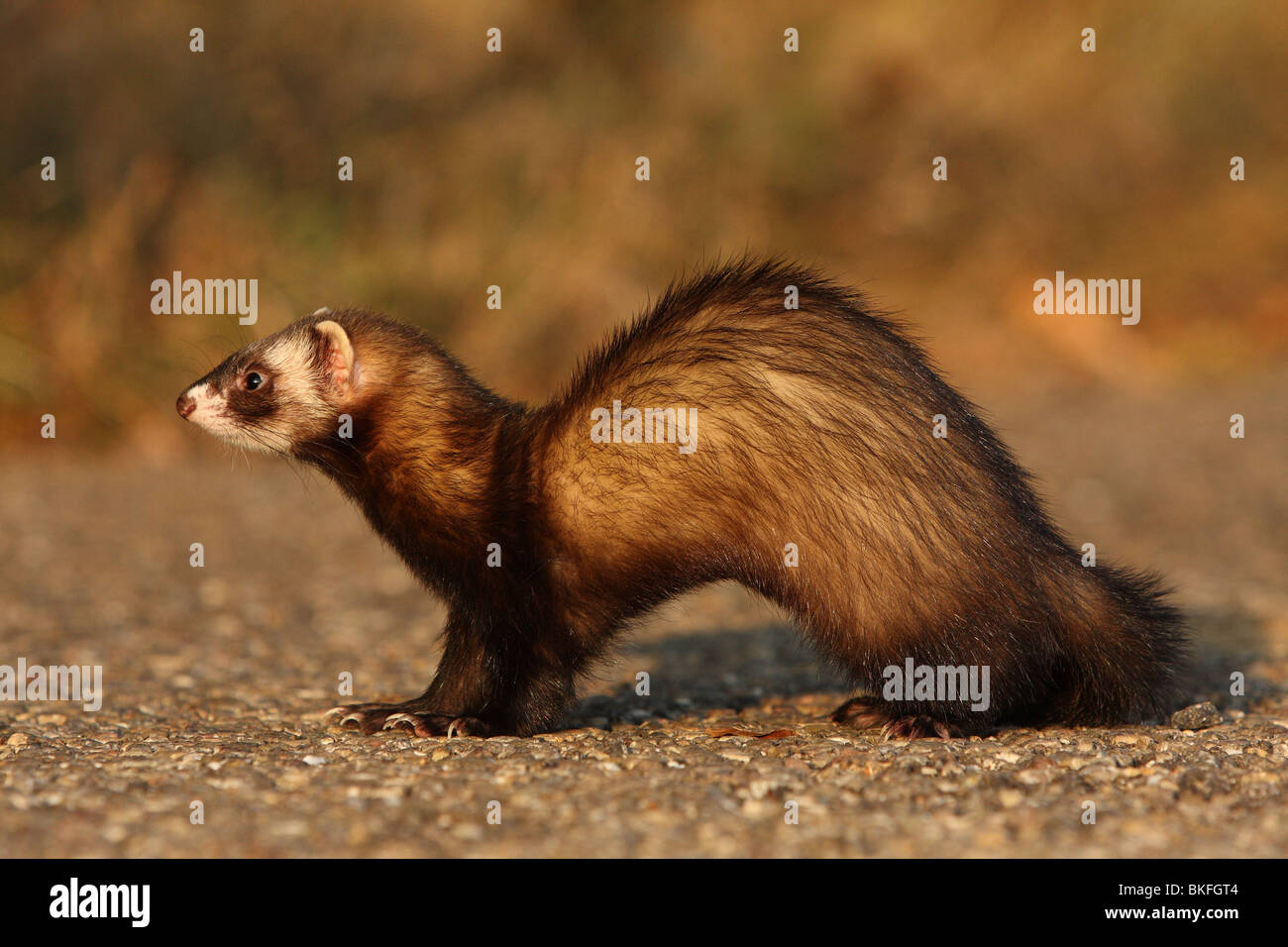 Frettchen / ferret Stock Photo - Alamy